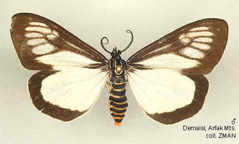 Papua Insects Foundation (Lepidoptera/Erebidae/Arctiinae/Nyctemera ...